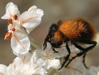Velvet Ant Pictures And Information