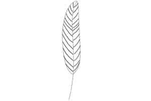 Feather Drawing An Easy Feather Drawing Tutorial