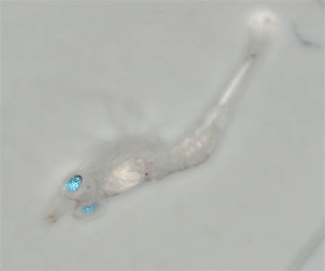 Revealing The Wonders Of Natures Camouflage Dr Derya Akkaynaks