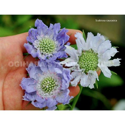 Scabiosa Caucasica