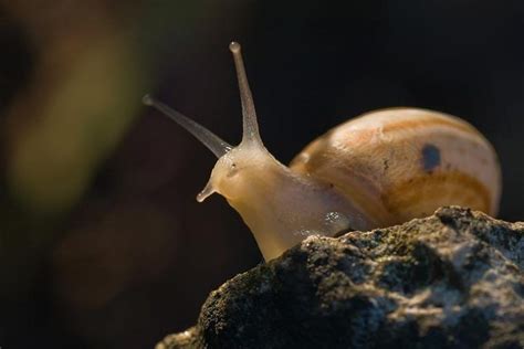 Сколько живут улитки в домашних условиях: ахатины и другие виды