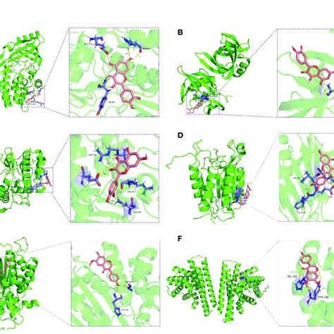 Three Dimensional Schematic Diagram Of The Molecular Docking Model Download Scientific Diagram