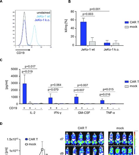 Anti Tumor Reactivity Of Cd19 Car T Cells From Automated Manufacturing