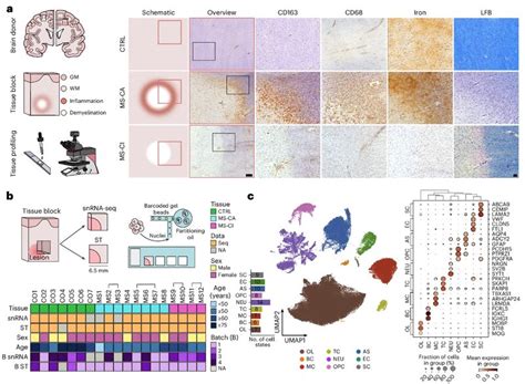 Spatial Bio Hub On Linkedin Multiplesclerosis Spatialtranscriptomics