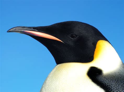 Biggest Penguin Ever Recorded American Oceans
