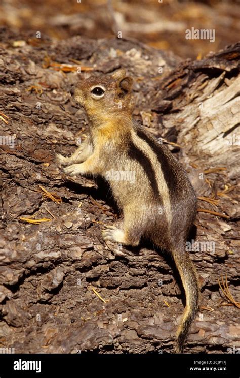 Golden Mantled Ground Squirrel Spermophilus Lateralis Crater Lake National Park Oregon Stock