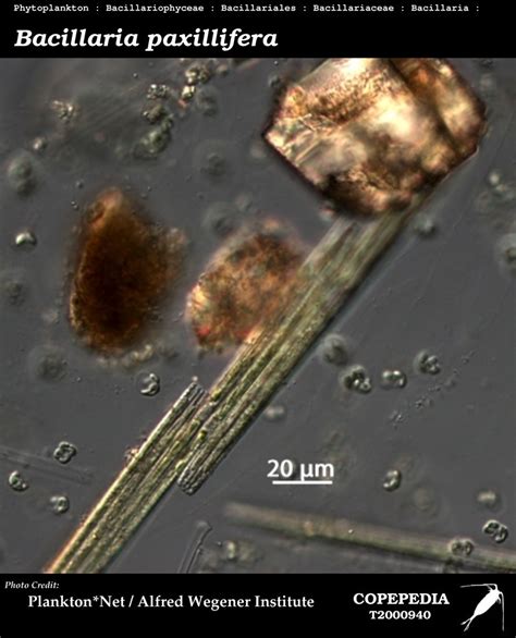Bacillaria Paxillifera T2000940