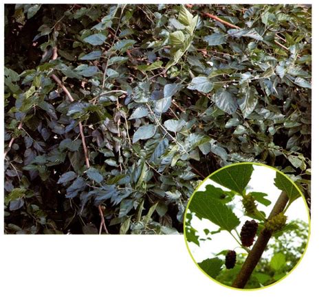 桑 玉环木本植物 图片