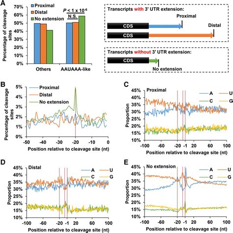 Dehydration Stress Extends Mrna 3′ Untranslated Regions With Noncoding Rna Functions In Arabidopsis