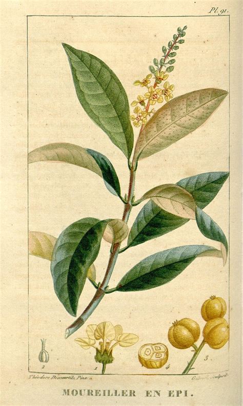 Byrsonima Spicata Wikipedia