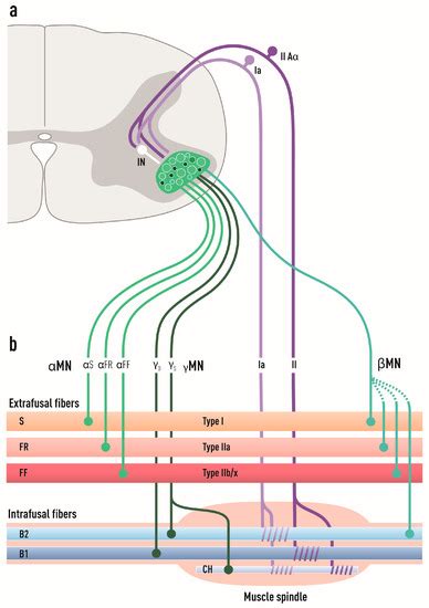 Biology Special Issue Selective Vulnerability In Neurodegenerative Diseases
