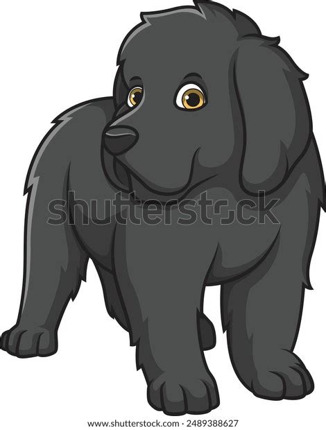 Newfoundlander Puppy Over 771 Royalty Free Licensable Stock