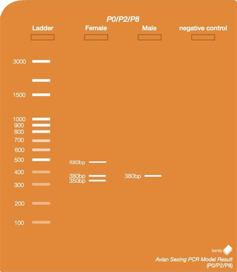 Bird Sexing PCR Protocol P0 P2 P8 Bento Lab