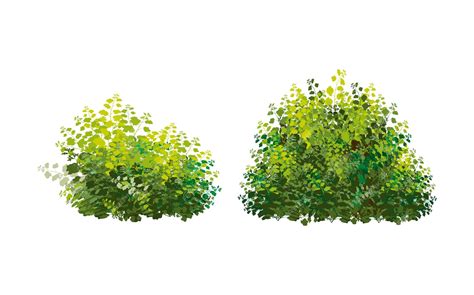 Premium Vector Ornamental Plant In The Form Of A Hedgerealistic