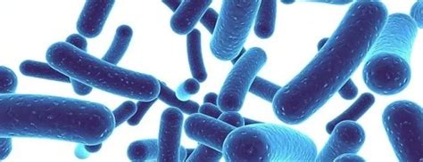 Men Vi Sinh C Ng D Ng Li U D Ng V M T S L U Ho N M