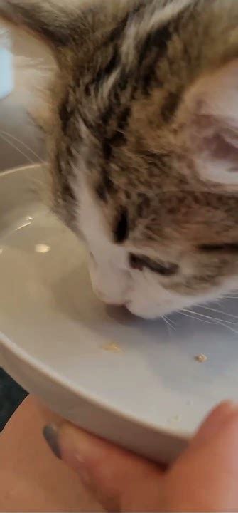 츄르먹는 고양이 먹보 고양이 겨울이 냥이싸롱 너무 좋아요😀😀 Youtube