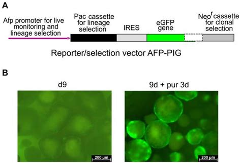 Differentiation And Pre Selection Of Egfp Expressing Cells In A Rotary Download Scientific