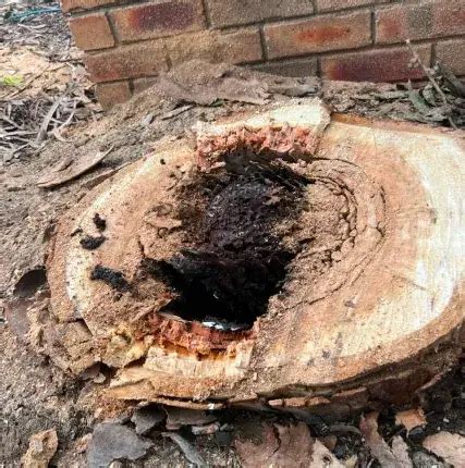 Tree Removal Canberra Expert Tree Cutting Tree Felling Canberra