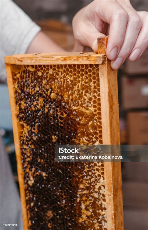 맛있고 건강한 꿀벌 제품 벌집과 벌꿀 나무 프레임에 벌집 벌집 양봉 꿀 여름 수확의 작은 부분 건설 프레임에 대한 스톡 사진 및