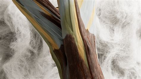 Renewable Materials Sustainable Practices Allbirds