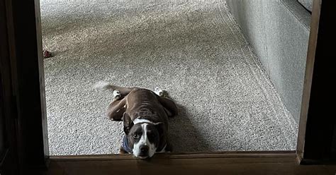 Lily Doing Her Best Crocodile Impression Album On Imgur