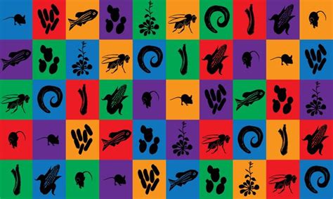 Deciphering The Human Genome Lucid Analytics