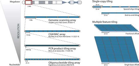Left Evolution Of Genomic Tiling Arrays Representing Large Spans Of