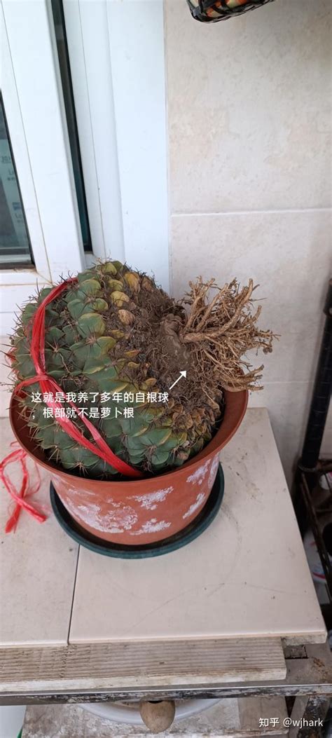 新手买仙人球避坑一认识仙人球的根 知乎