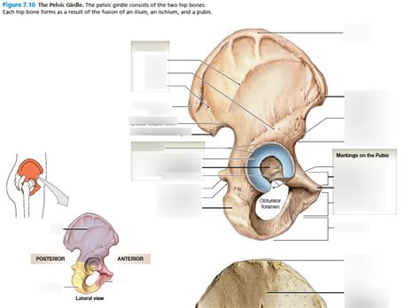 Coxal Bone Lateral View Diagram Quizlet