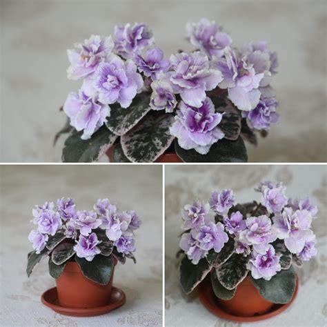 Larisa Abramyk 💜☘️ Mac's Jubilant Jamboree ☘️💜. Фиалка. Новинка в моём ...