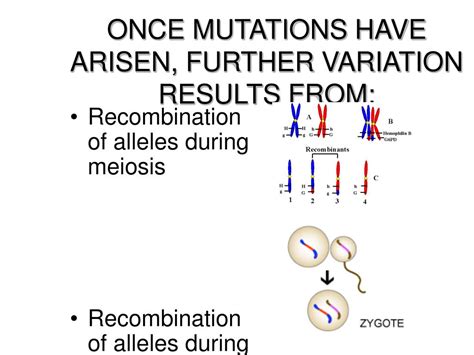 Ppt Microevolution Vs Macroevolution Powerpoint Presentation Free