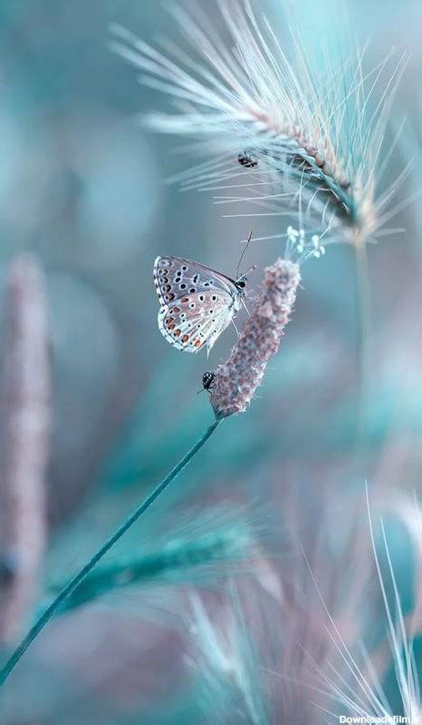 عکس پس زمینه صفحه گوشی