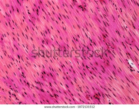 Light Micrograph Longitudinal Section Through Smooth Stock Photo Shutterstock