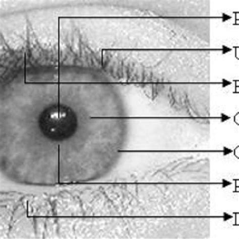 The Image Img 141 1 1 From The Ubiris Database Download Scientific Diagram