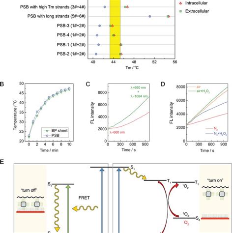 A Tm Of Psb Self‐assembly Structure In Physiological Media B