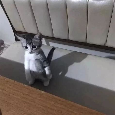 личинка котэ котэ прикольные картинки с кошками смешные картинки и другие приколы