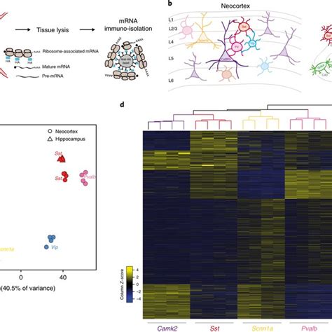 FastQC Analysis Of RNA Sequencing Data For Each Biological Replicate Of Download Scientific