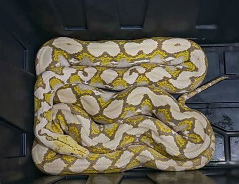 Orange Glow Reticulated Python By Elegant Exotics Llc