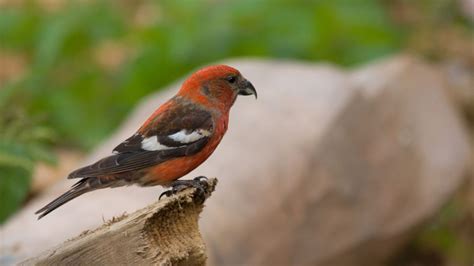 Finches In Arizona 13 Species You Can Spot In The Wild