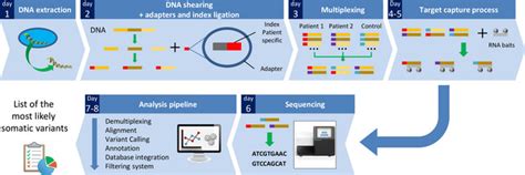 Sequencing Workflows Major Steps After Dna Extraction Day 1 Dna