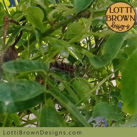 European Goldfinch Nest Diary