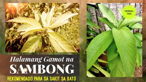 Gamot Sa Dahon Ng Sambong
