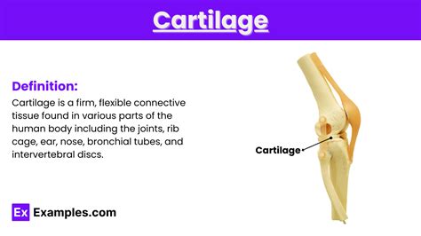 Cartilage Definition Structure Types Function Formation And More