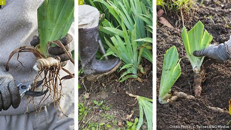 Iris Comment Les Choisir Les Planter Les Diviser D Tente Jardin