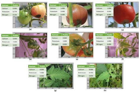 Autoencoder Prediction Results A C Prediction Of Calcium Shortage