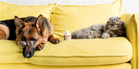 Johnson And Johnson Tecnis Symfony Optiblue Iol Assil Gaur Eye Institute