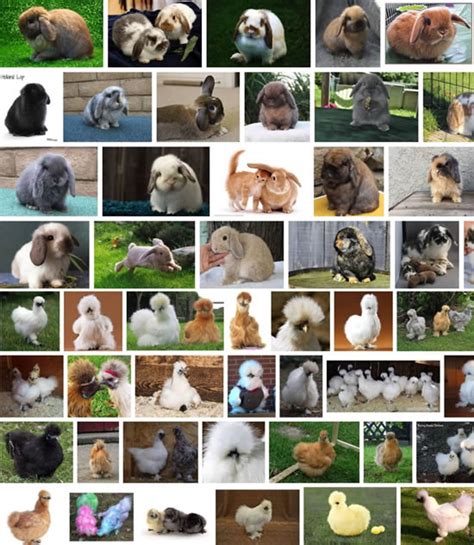 1 trend the push for python makes it pyboard d series squeezing