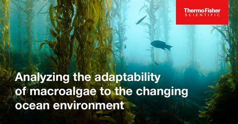 How Macroalgae Capture And Remove Carbon From Atmosphere Advancing Materials Posted On The