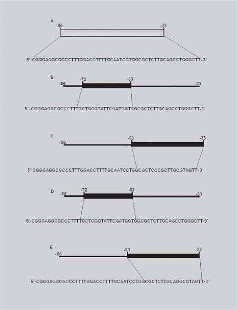 Schematic Representation Of The Oligonucleotide Sequence Of The Download Scientific Diagram