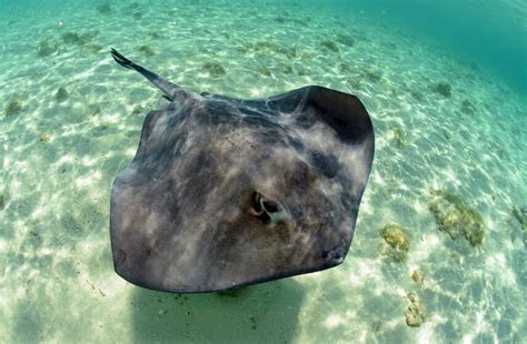 Stingray Kills Singapore Aquarium Diver As Barbed Spine Pierces His